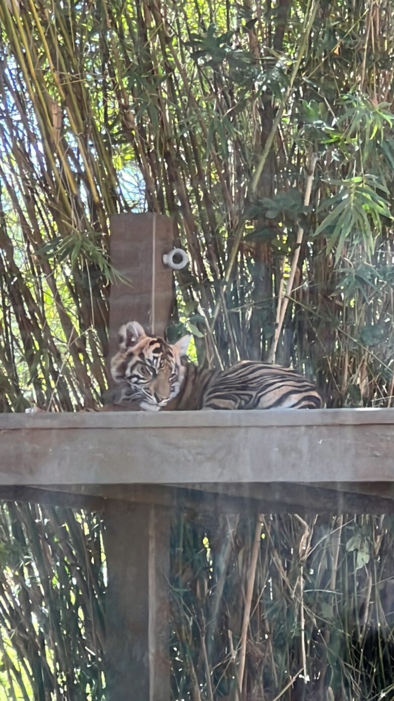 Baby Tiger Bakso Debuts at Disney's Animal Kingdom